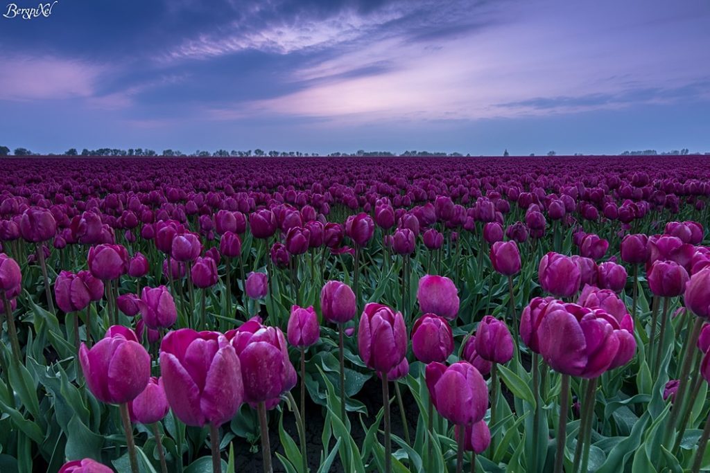 Bergpixel Die Tulpenfelder bei Schwaneberg